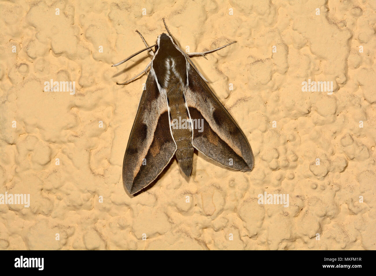 Annei hi-res stock photography and images - Alamy