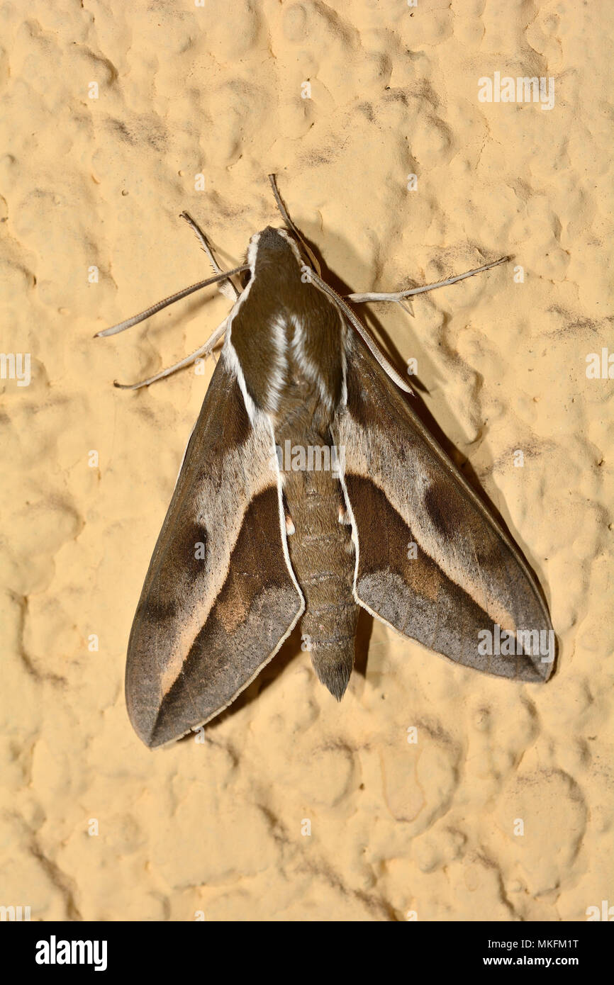 Sphingidae hi-res stock photography and images - Alamy