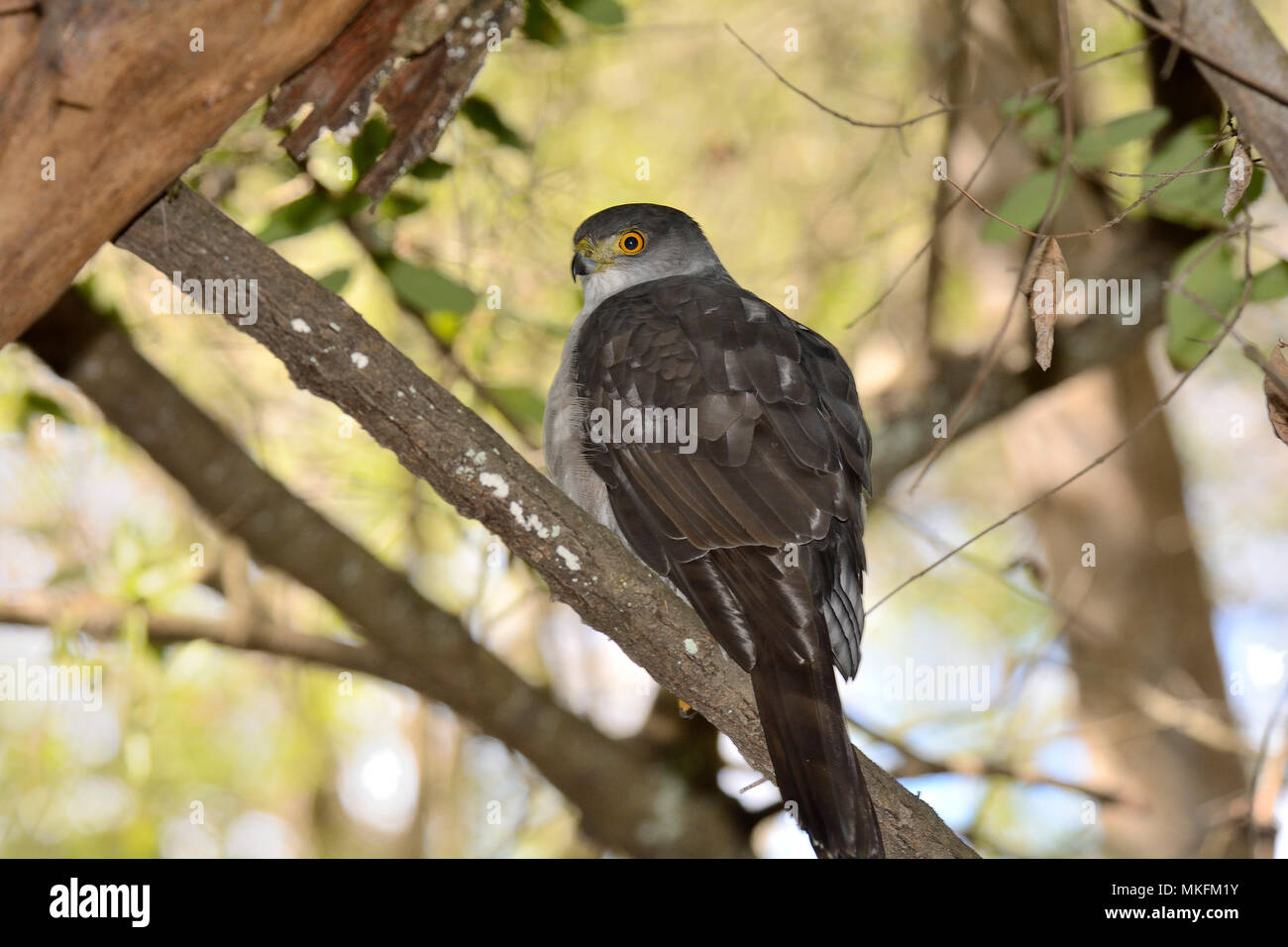 Parque de fauna hi-res stock photography and images - Alamy