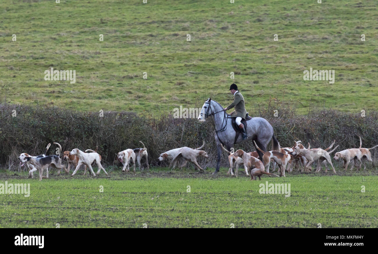 Hunt hunting foxes in the countryside, England Stock Photo - Alamy