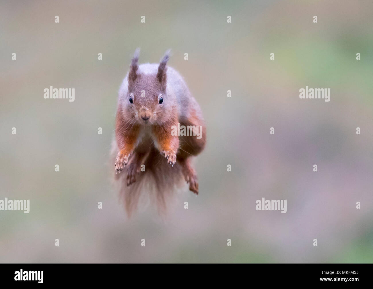 Jumping squirrels hi-res stock photography and images - Alamy