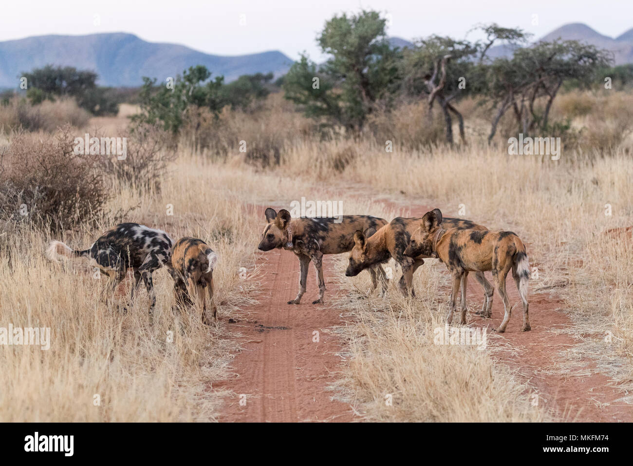 African wild dog or African hunting dog or African painted dog (Lycaon ...