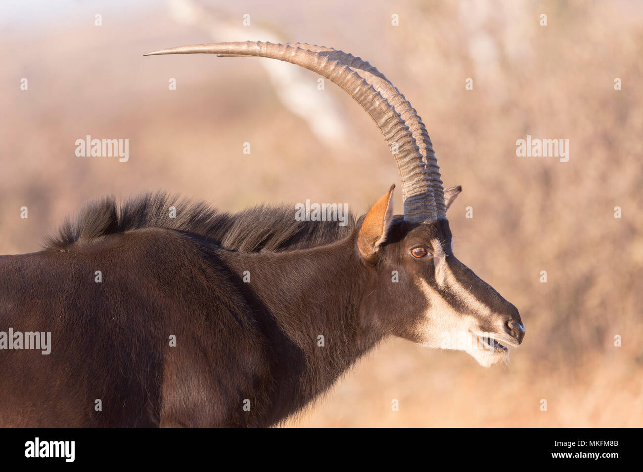 Sable antelope (Hippotragus niger), adult male, Kalahari Desert, South ...