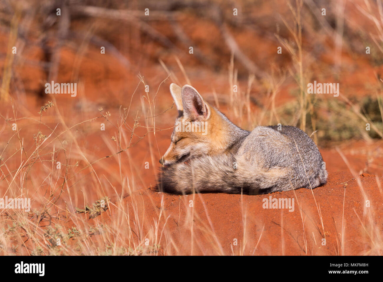 Cape fox (Vulpes chama), resting, Kalahari Desert, South African ...