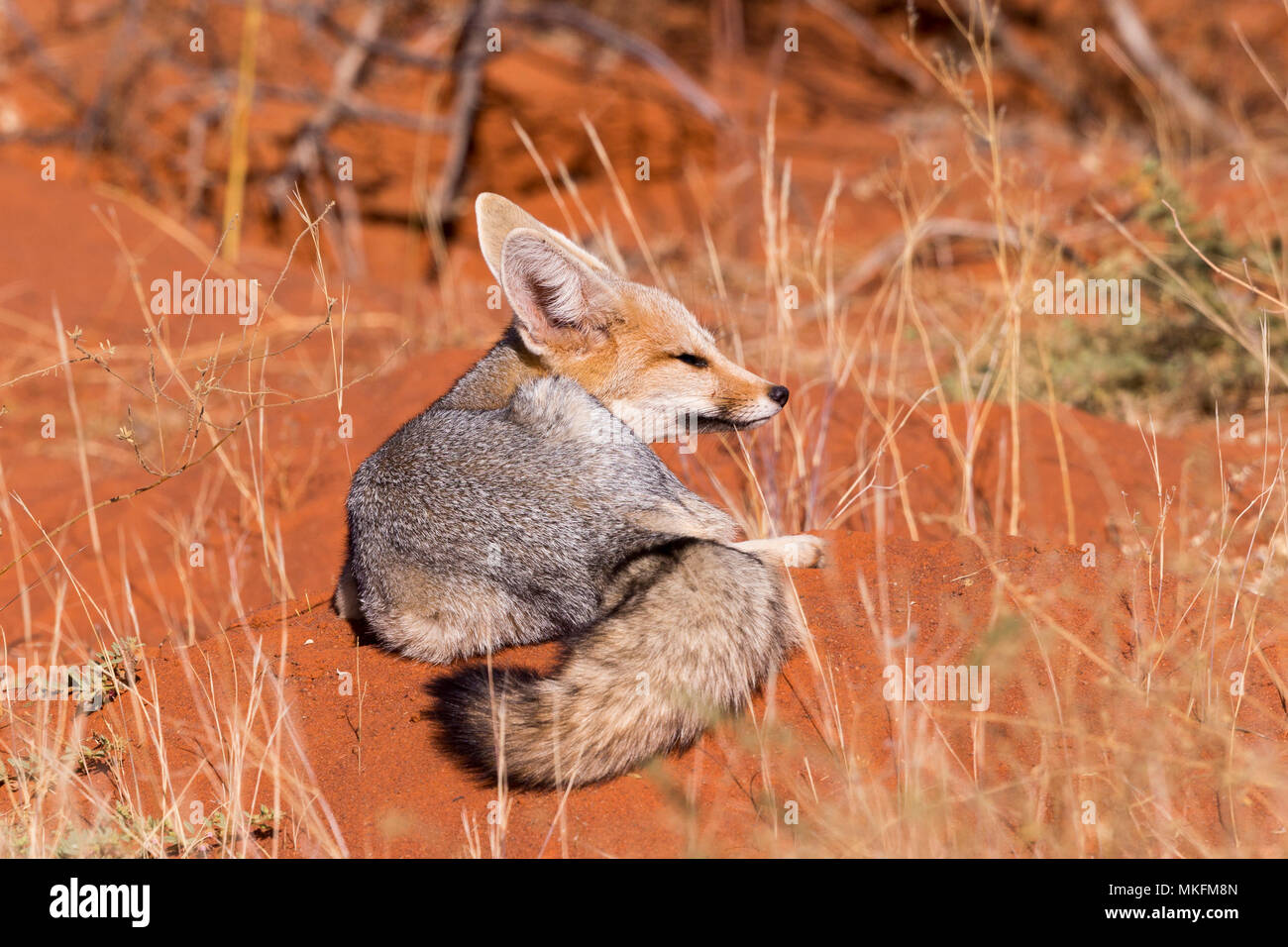 Cape fox (Vulpes chama), resting, Kalahari Desert, South African ...