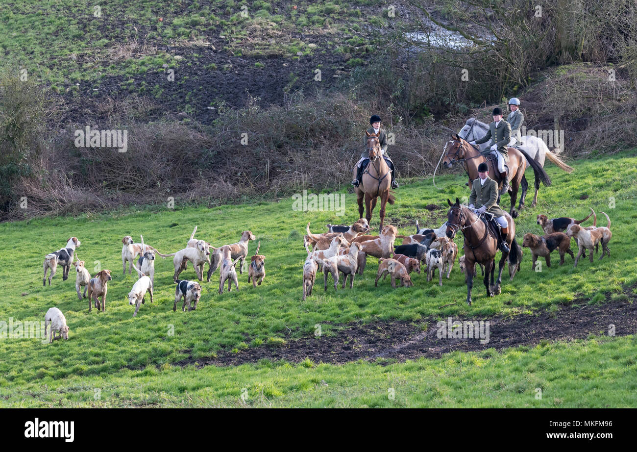 Fox hunter with hound in the British countryside, England Stock Photo ...