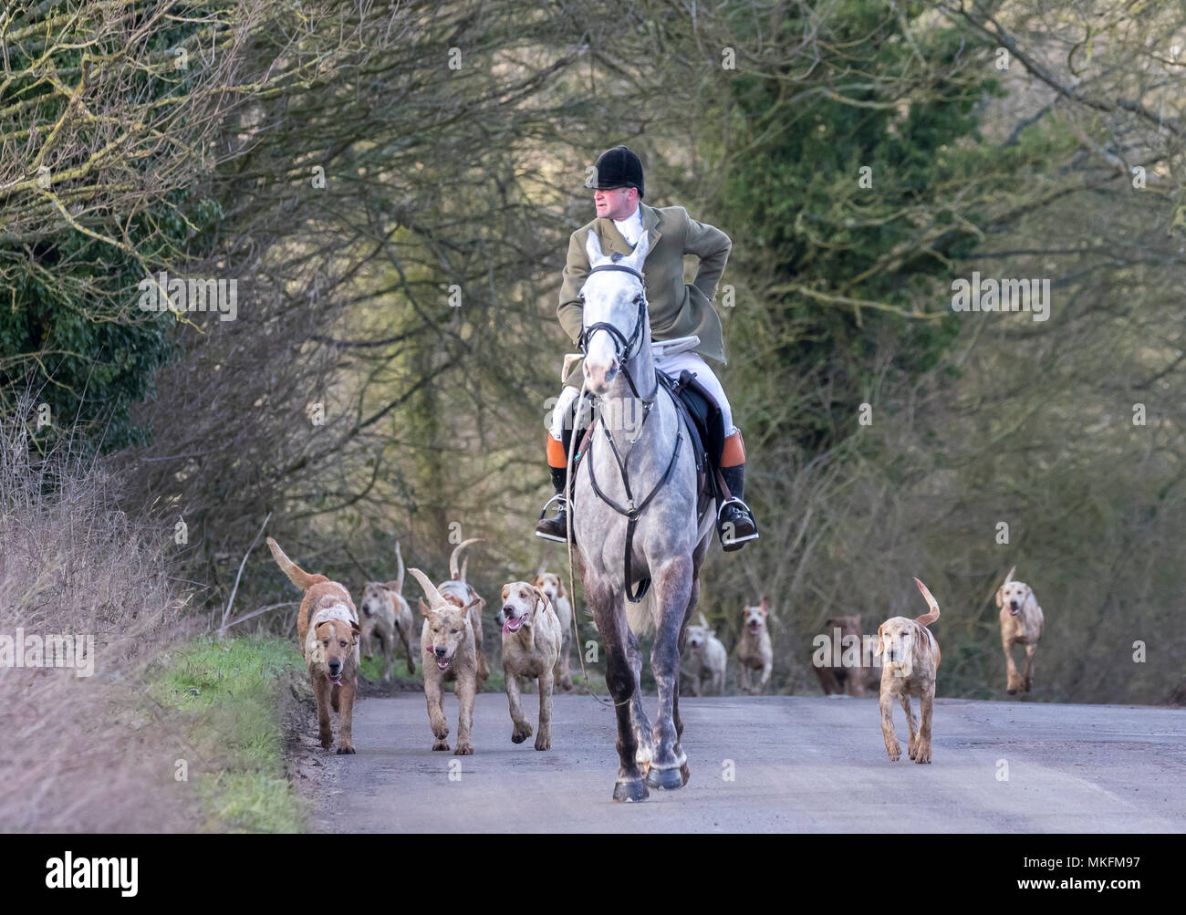 Fox hunting on an English lane Stock Photo - Alamy