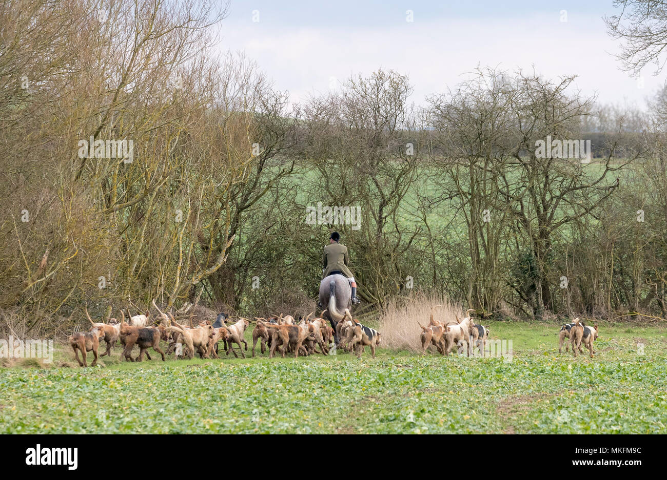 Fox hunter with hound in the British countryside, England Stock Photo ...