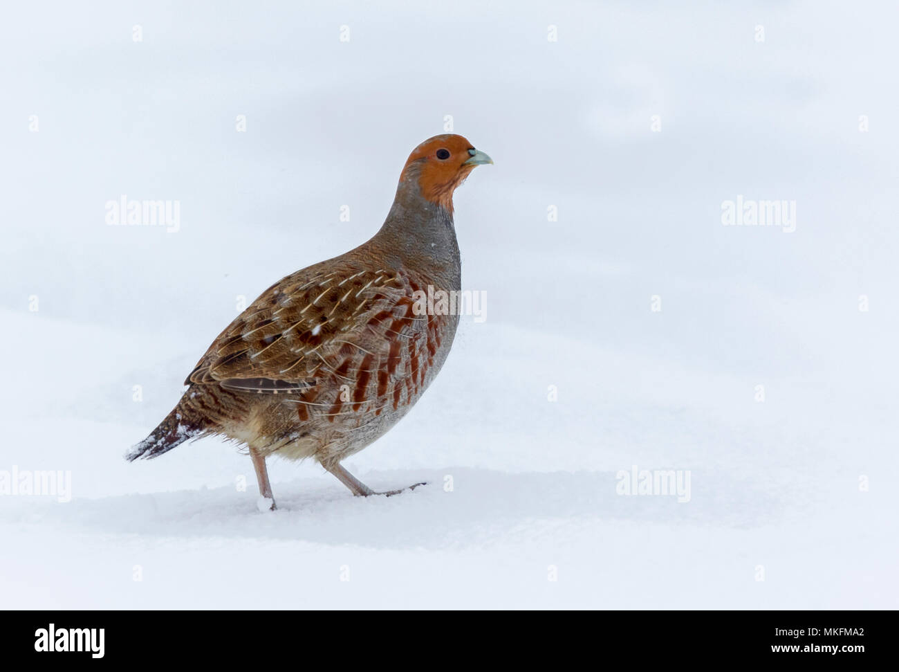 European partridge perdix perdix hi-res stock photography and images ...