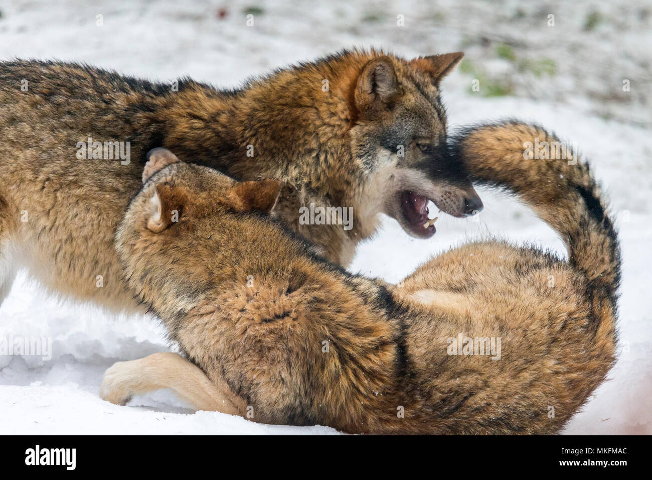 European Wolf (Canis lupus) in the snow, Sneznik Reserve, Slovenia ...