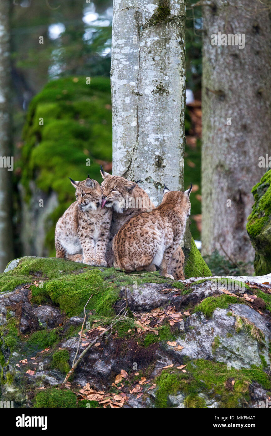 Female Lynx With Young High Resolution Stock Photography and Images - Alamy