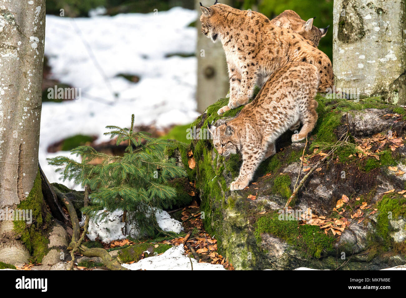 Eurasian lynx (Lynx lynx) female and cubs on a mossy rock ...