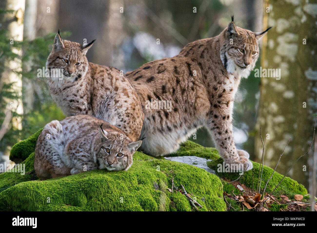 Eurasian lynx lynx lynx group hi-res stock photography and images - Alamy