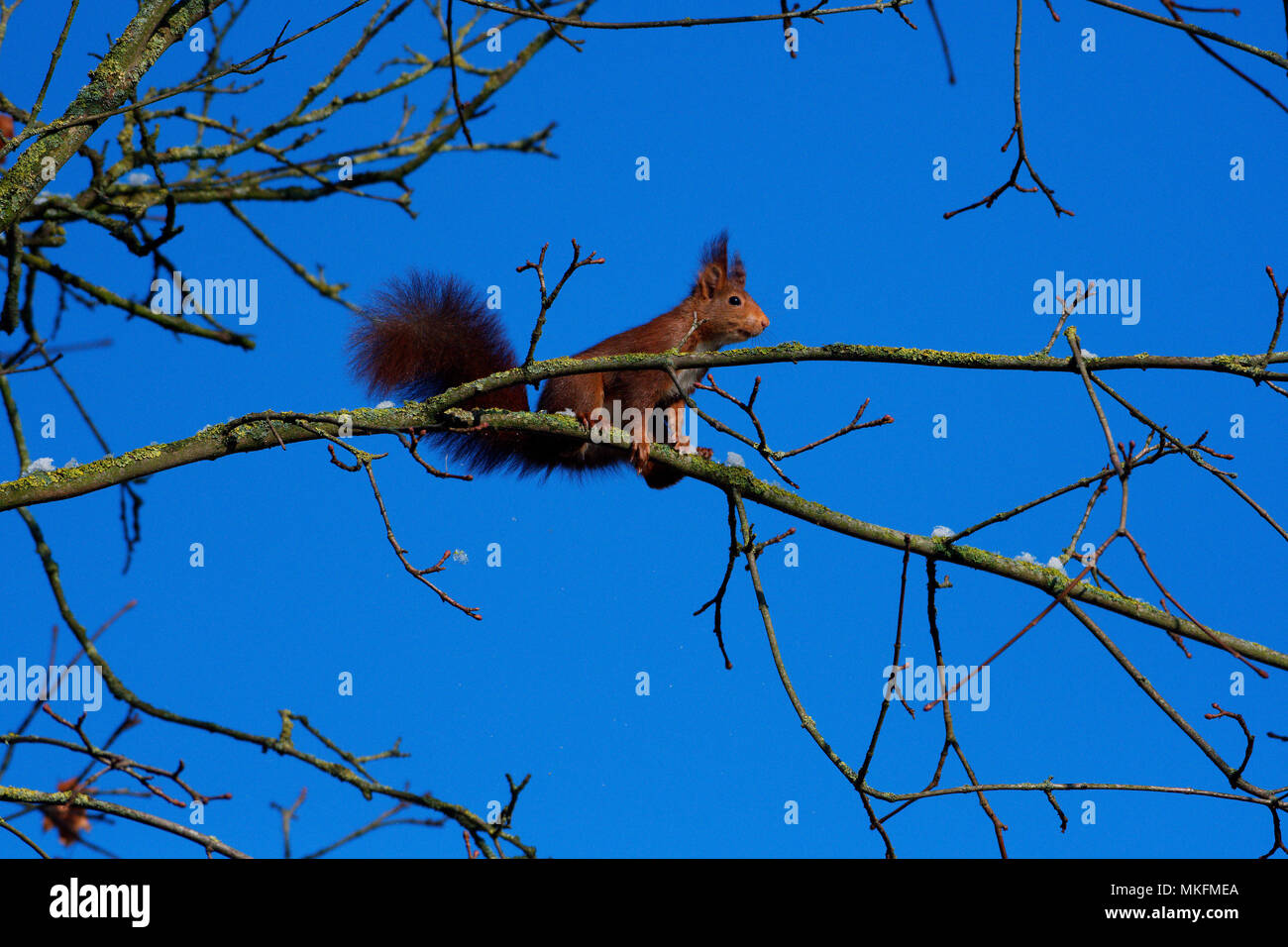 Eurasian red squirrel (Sciurus vulgaris), on a branch, Lorraine, France ...