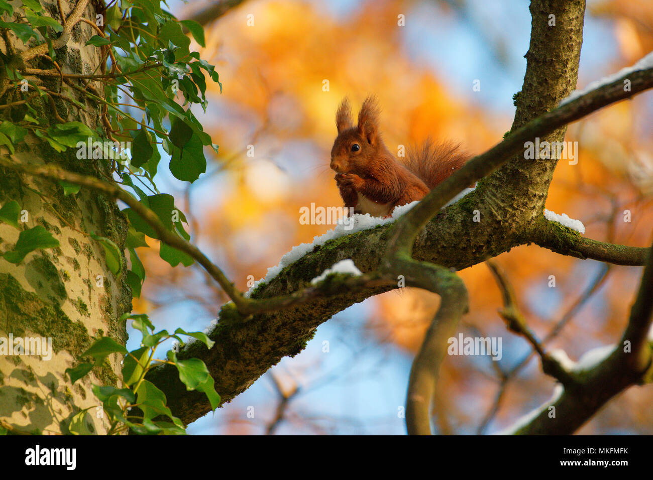 Eurasian red squirrel (Sciurus vulgaris) on a branch, Lorraine, France ...