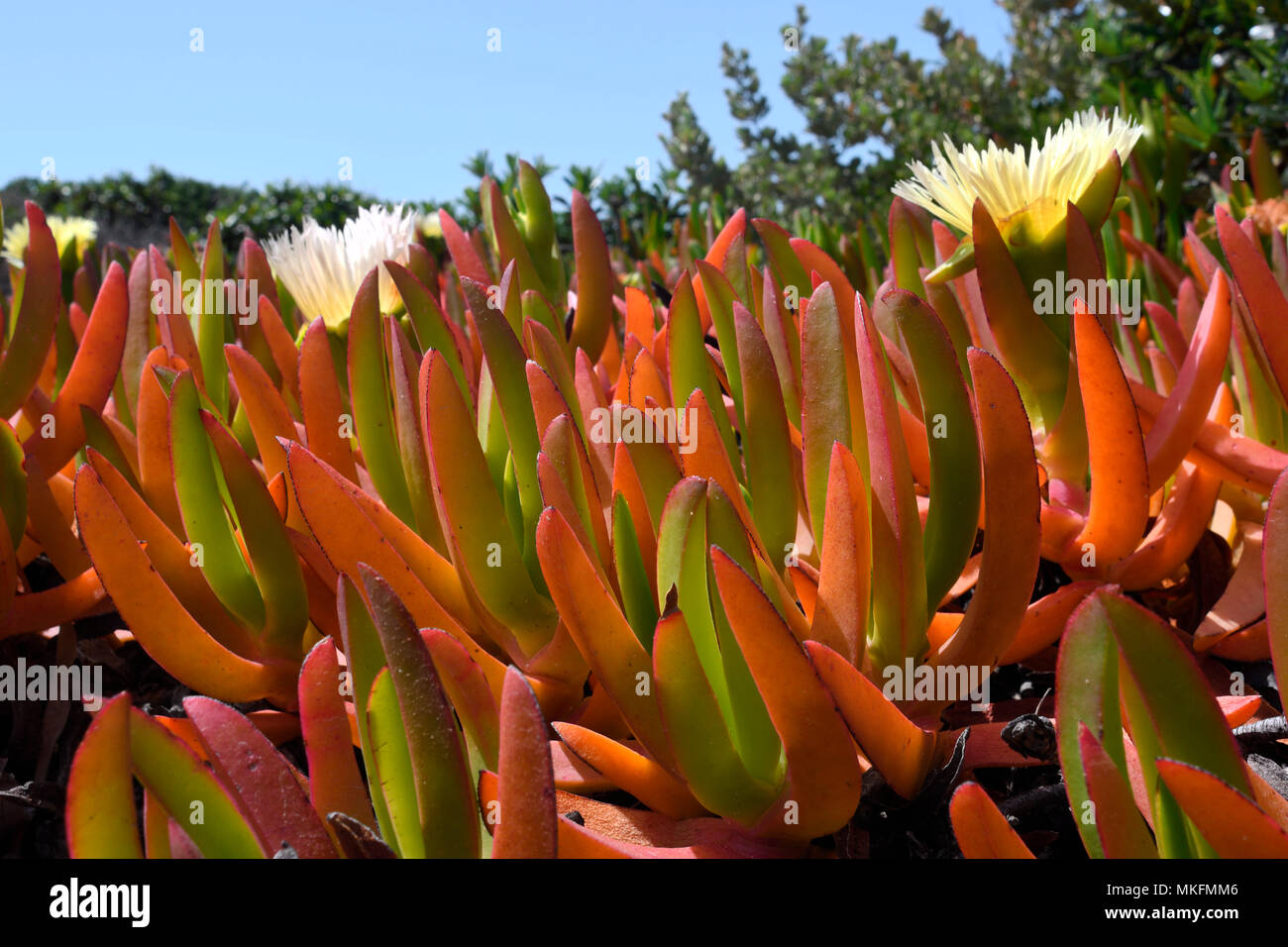 Plant native to portugal hi-res stock photography and images - Alamy