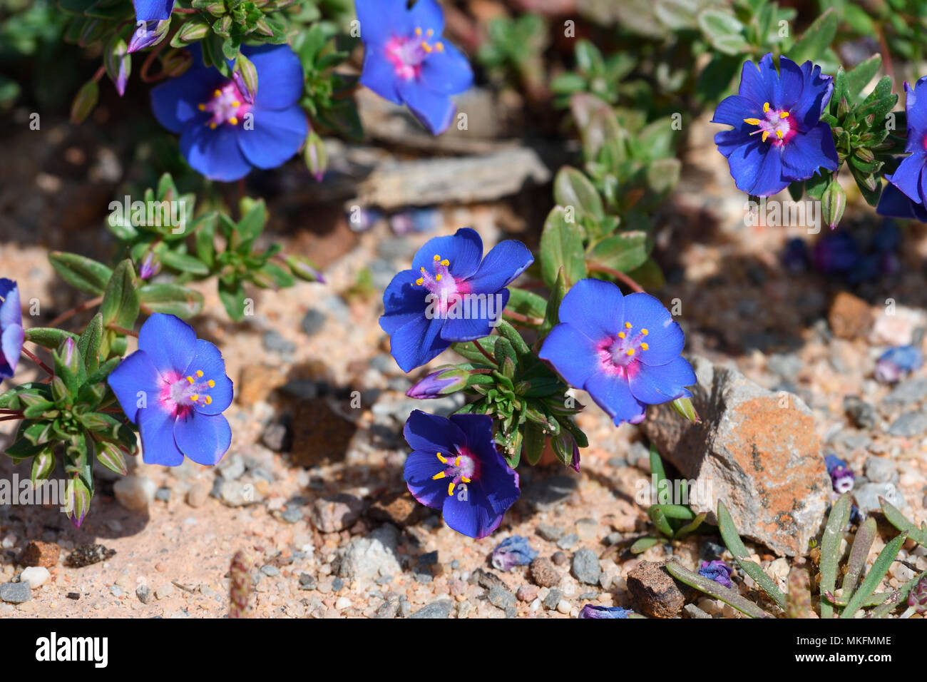 Blue pimpernel (Anagallis monelli), Portugal Stock Photo - Alamy