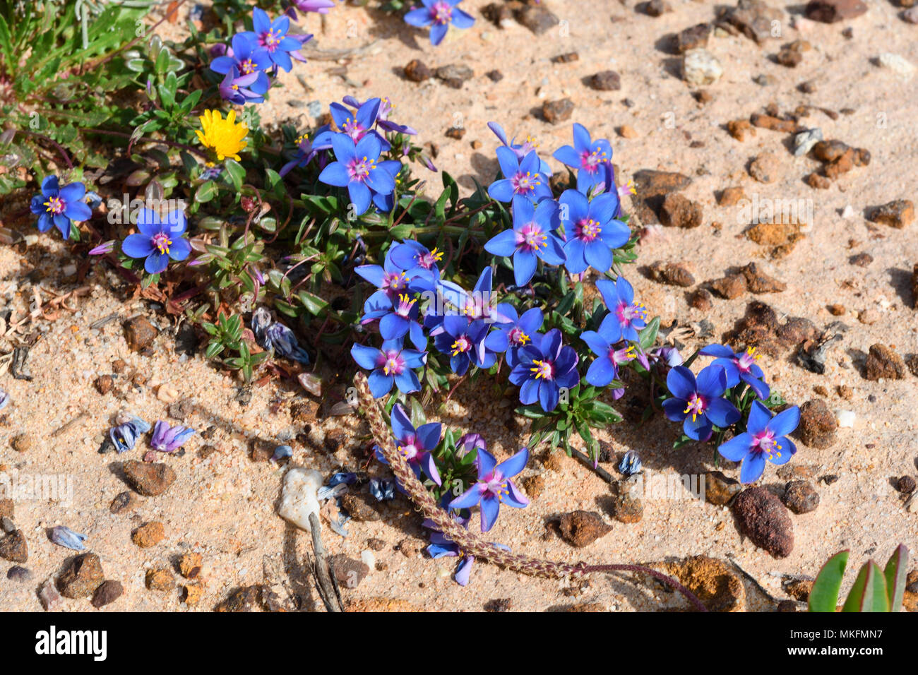 Blue pimpernel (Anagallis monelli), Portugal Stock Photo - Alamy