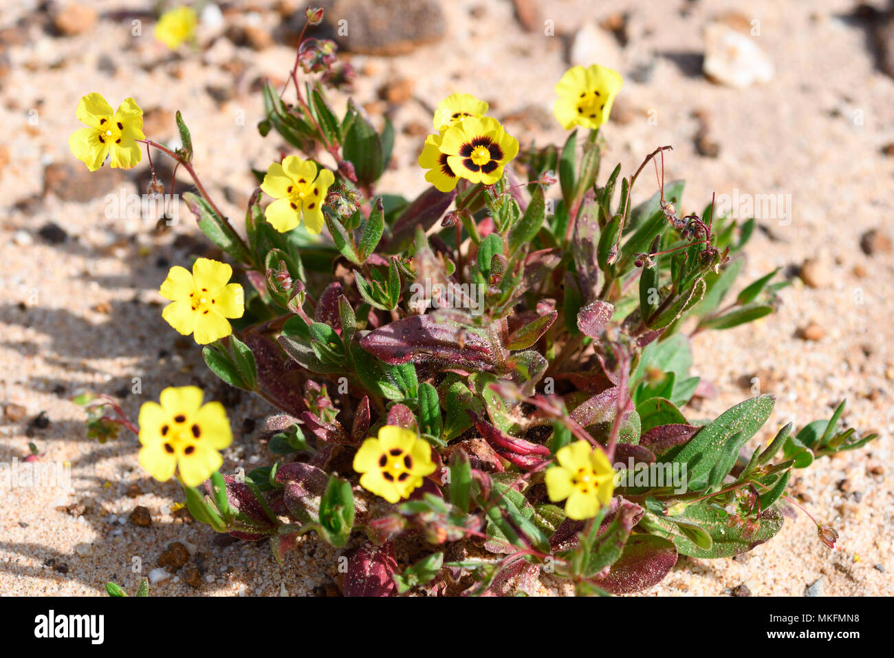 European frostweed (Tuberaria guttata Stock Photo - Alamy