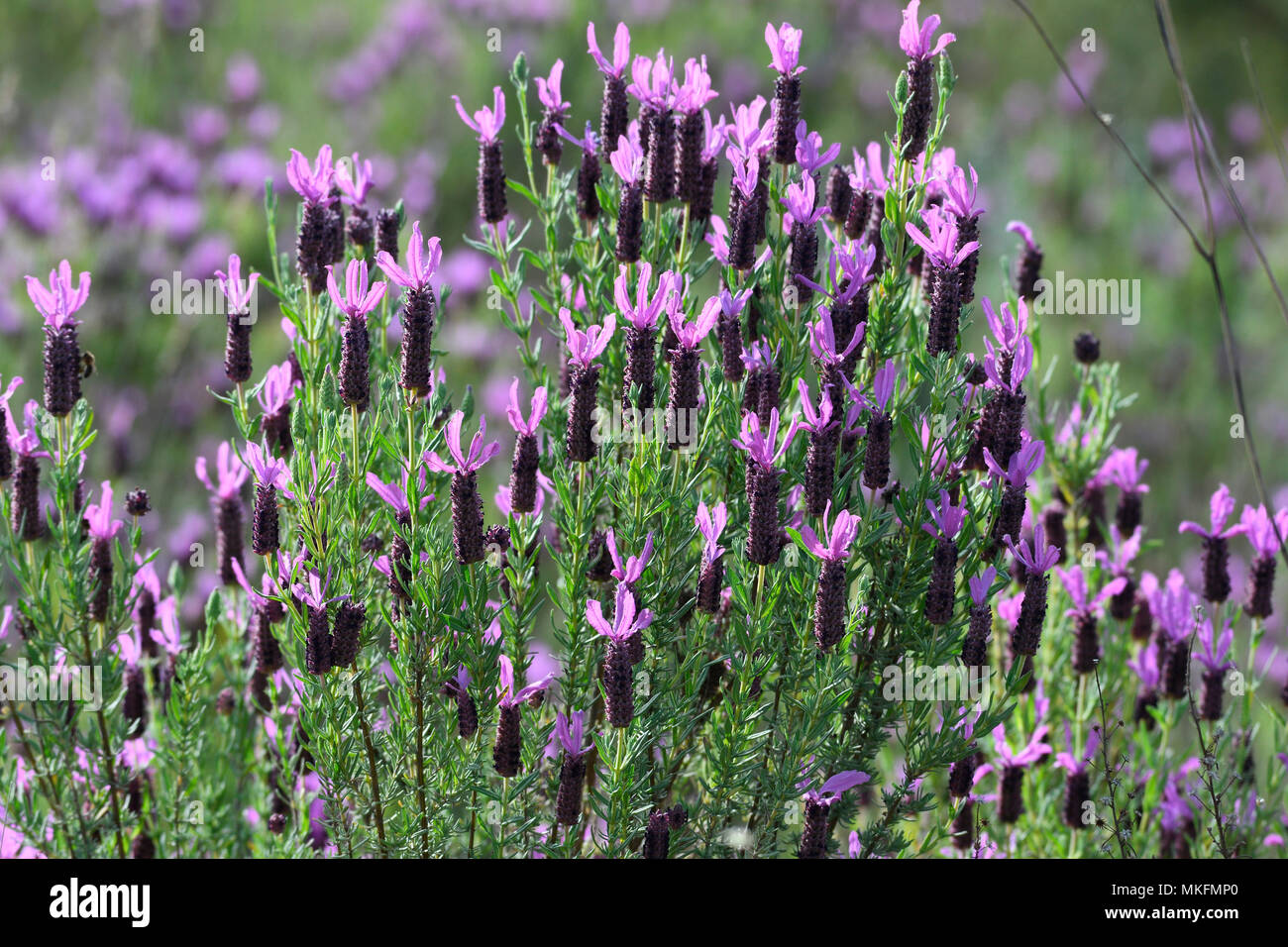 Lavandula stoechas lamiaceae hi-res stock photography and images - Alamy