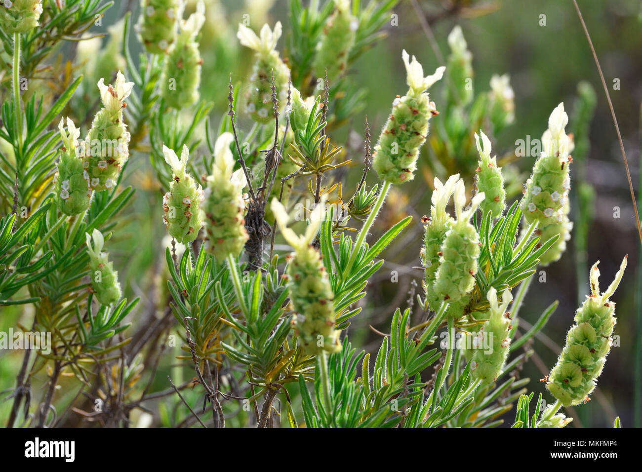 Lavandula Viridis High Resolution Stock Photography and Images - Alamy