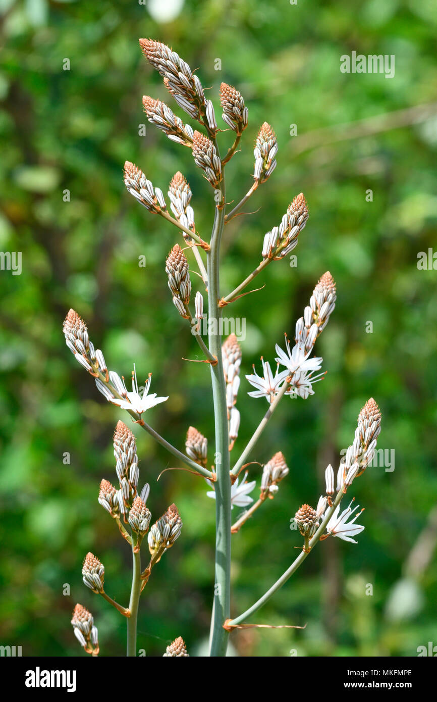 Asphodelus asphodelus sp hi-res stock photography and images - Alamy