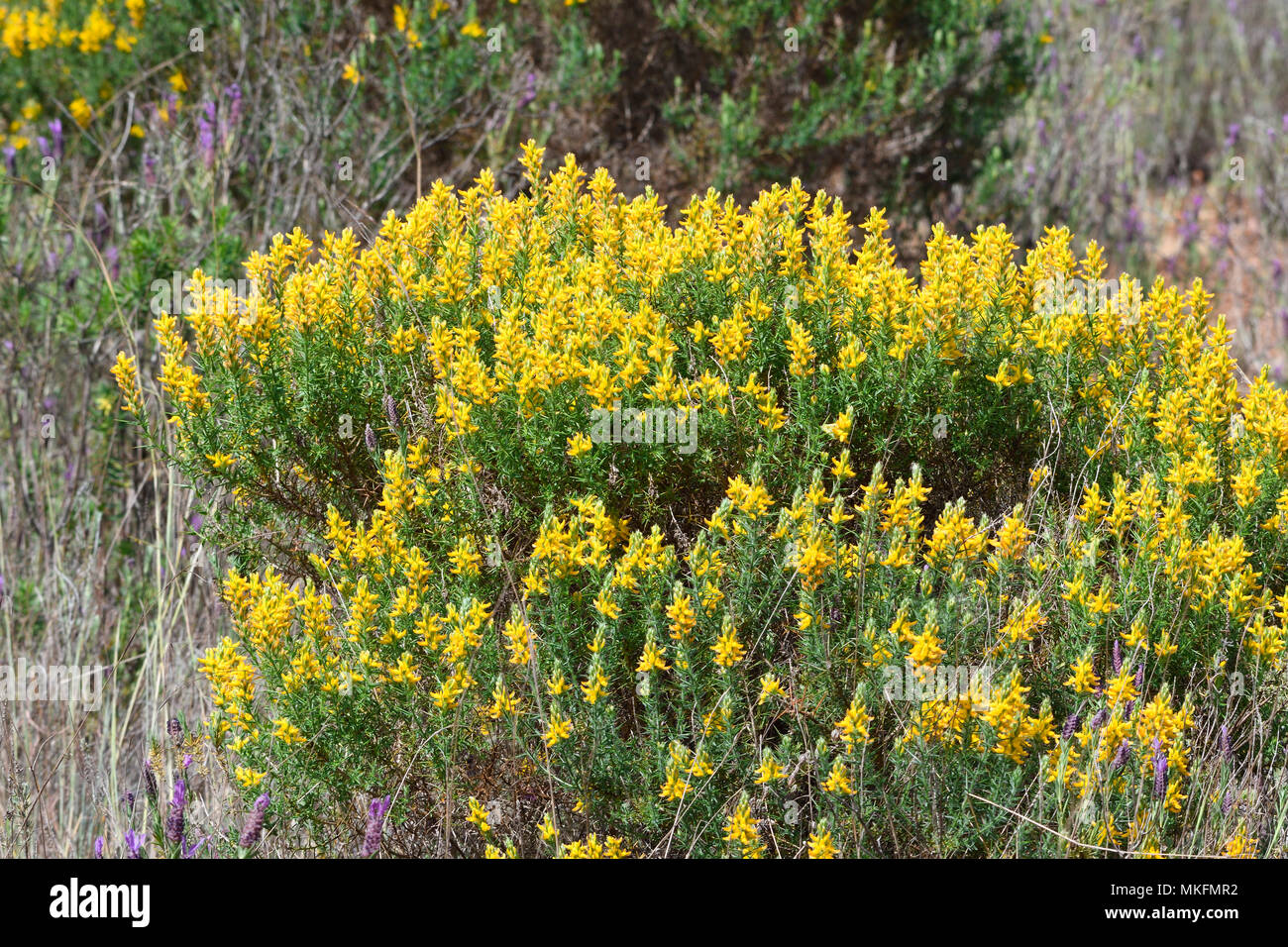 Hairy broom genista hirsuta hi-res stock photography and images - Alamy