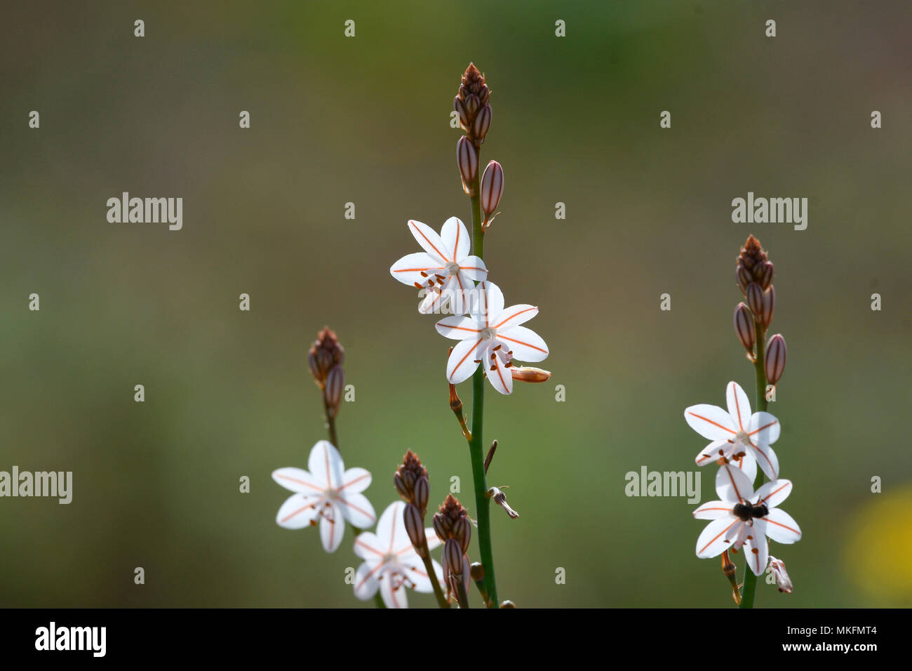 Asphodelus asphodelus sp hi-res stock photography and images - Alamy