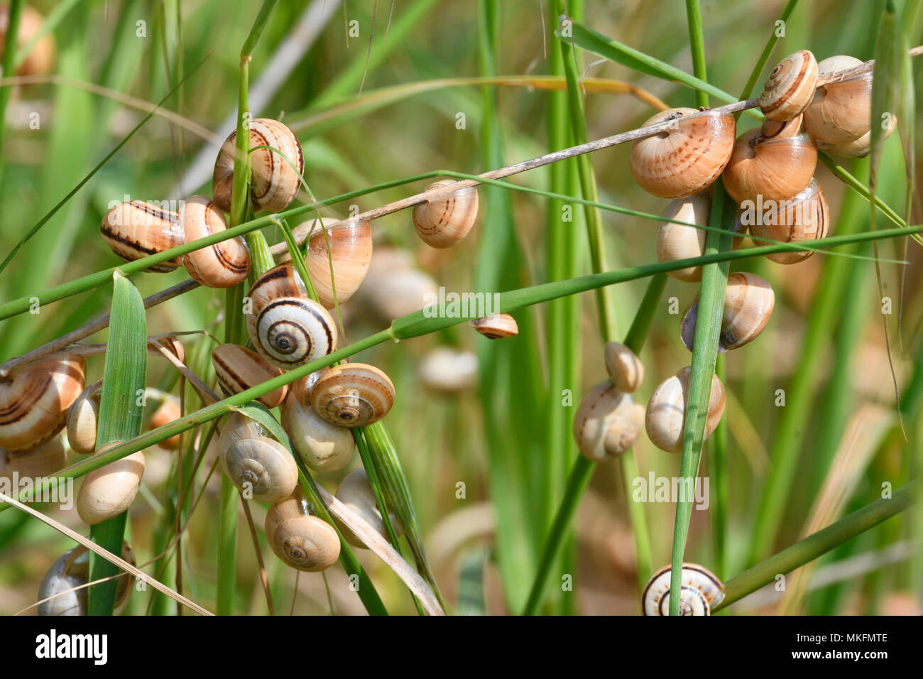 Snail shell overview hi-res stock photography and images - Alamy