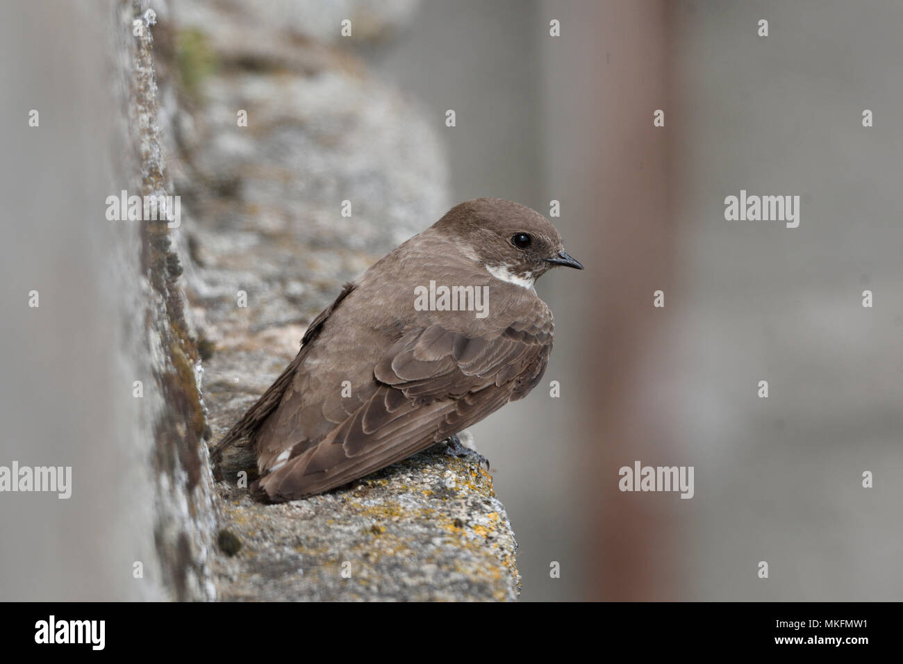 Eurasian Crag Martin (Ptyonoprogne rupestris), Portugal Stock Photo - Alamy