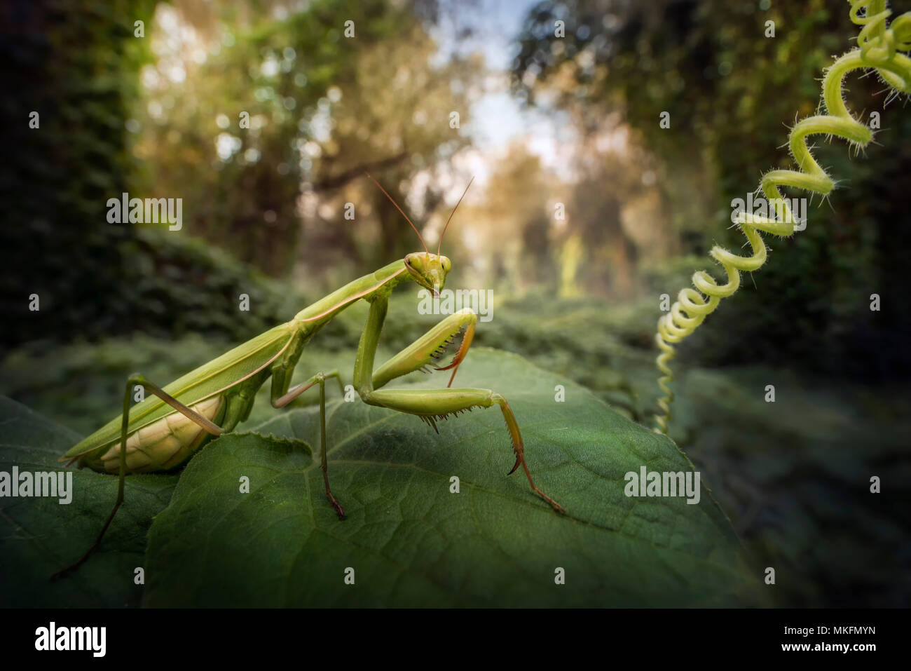 Praying Mantis Pose High Resolution Stock Photography and Images - Alamy