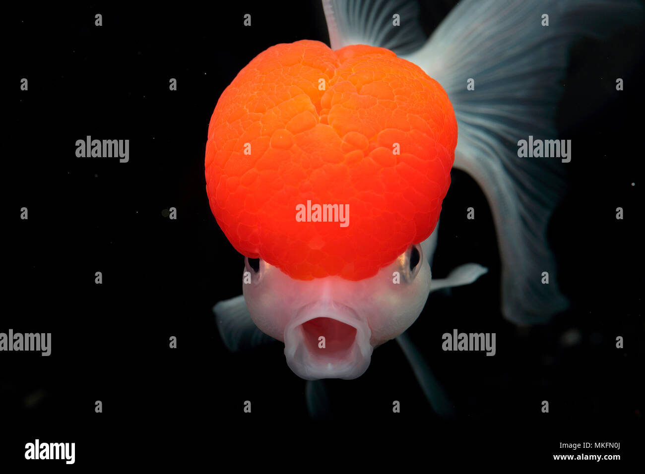 Goldfish (Carassius auratus) 'Red Cap Oranda' on black background Stock Photo - Alamy