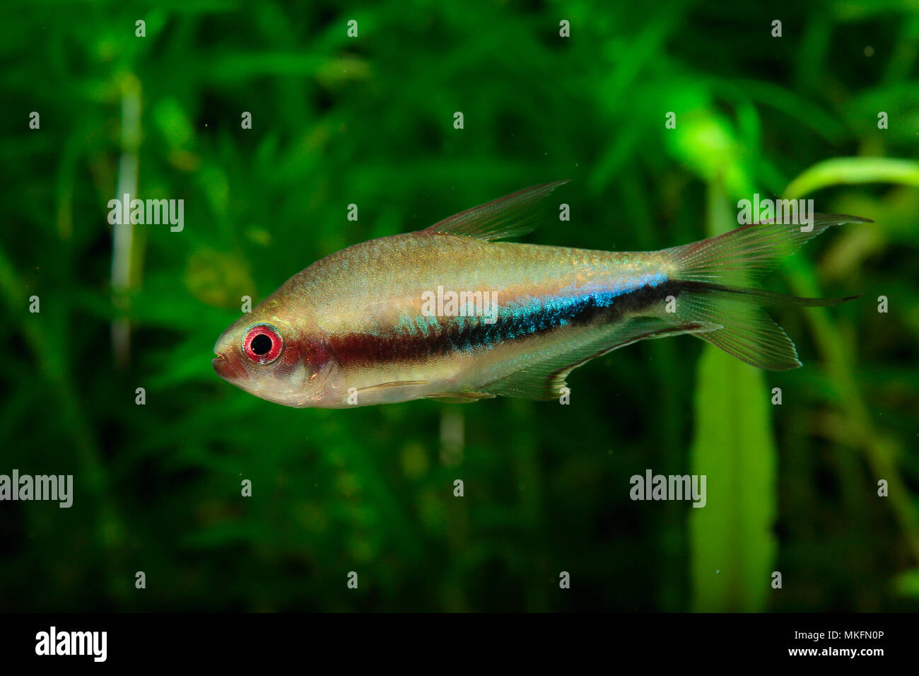 Rainbow tetra (Nematobrycon lacortei) male profile in aquarium Stock ...