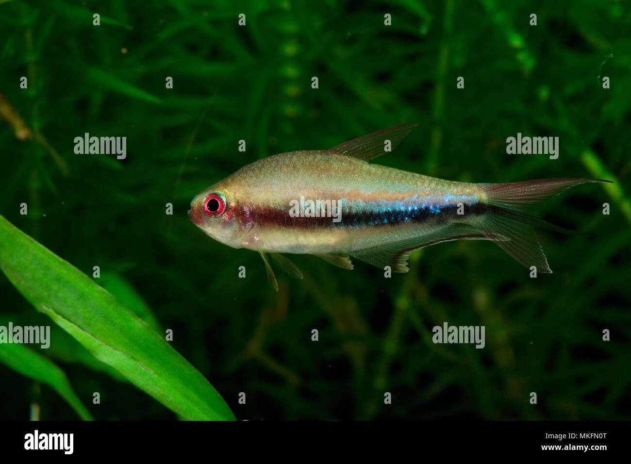 Rainbow tetra (Nematobrycon lacortei) male profile in aquarium Stock ...