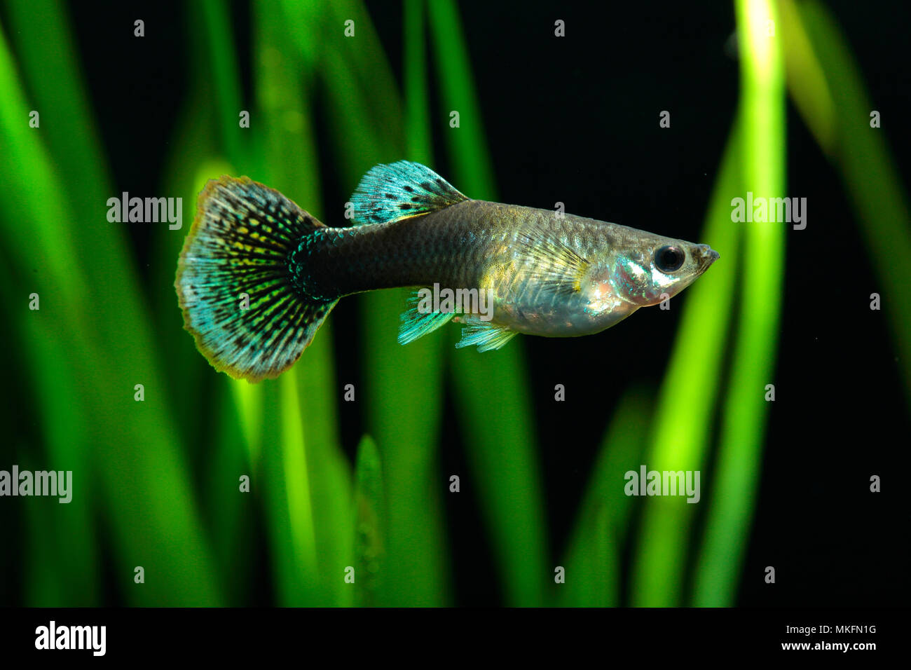 Female Guppy Fish