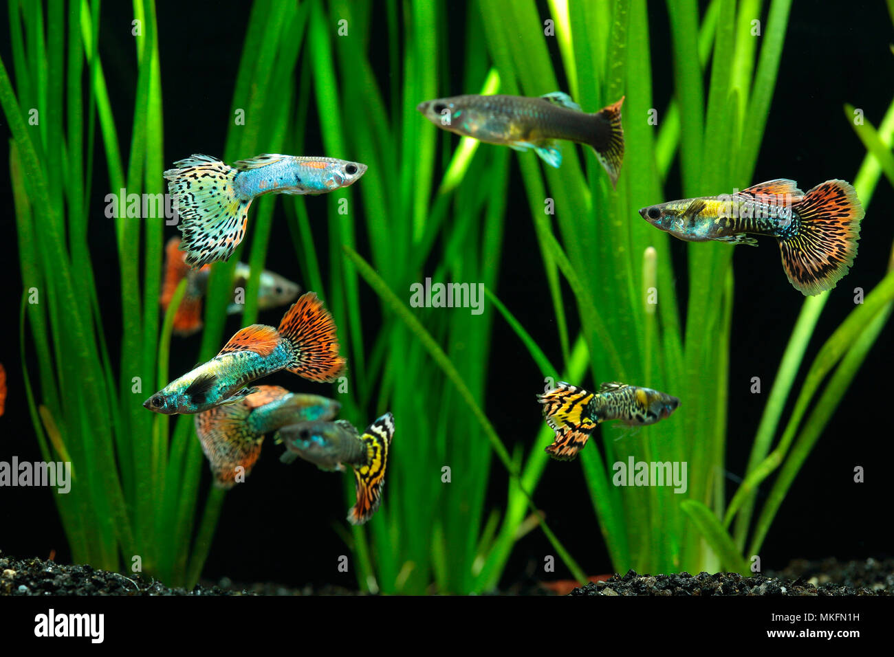 Guppy (Poecilia reticulata) males on black background in aquarium Stock ...