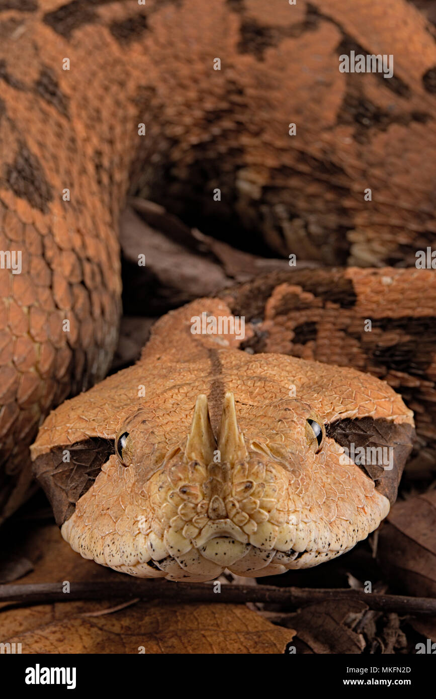 Rhinoceros Viper (Bitis rhinoceros Stock Photo - Alamy