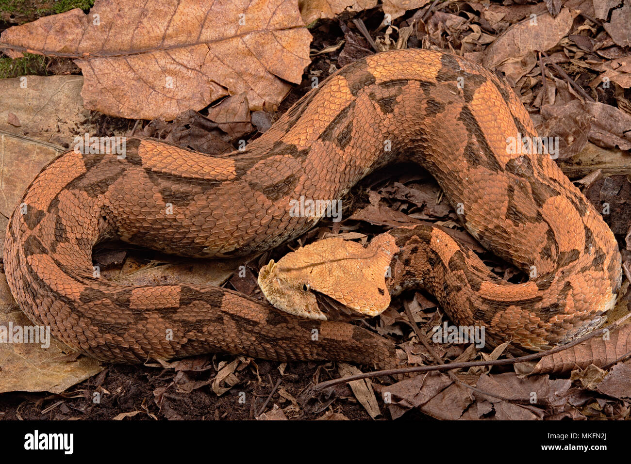 Rhinoceros Viper (Bitis rhinoceros Stock Photo - Alamy