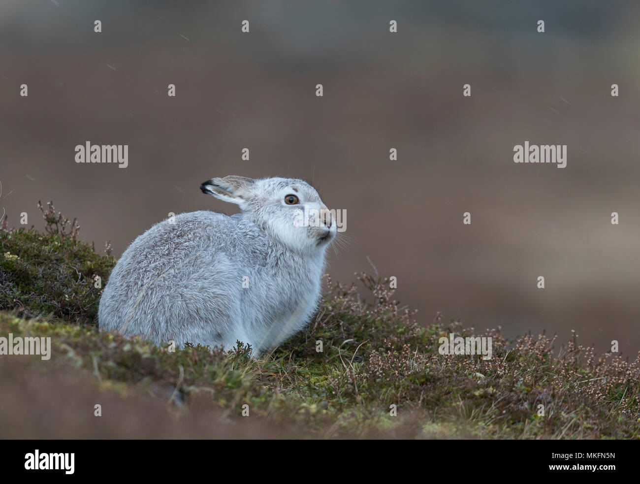 Leporidae family hi-res stock photography and images - Alamy