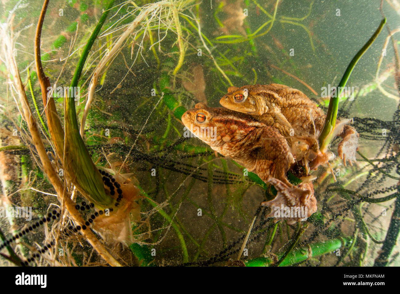 Reproduction of Common Toads (Bufo bufo) and their eggs in a lake, Ain ...