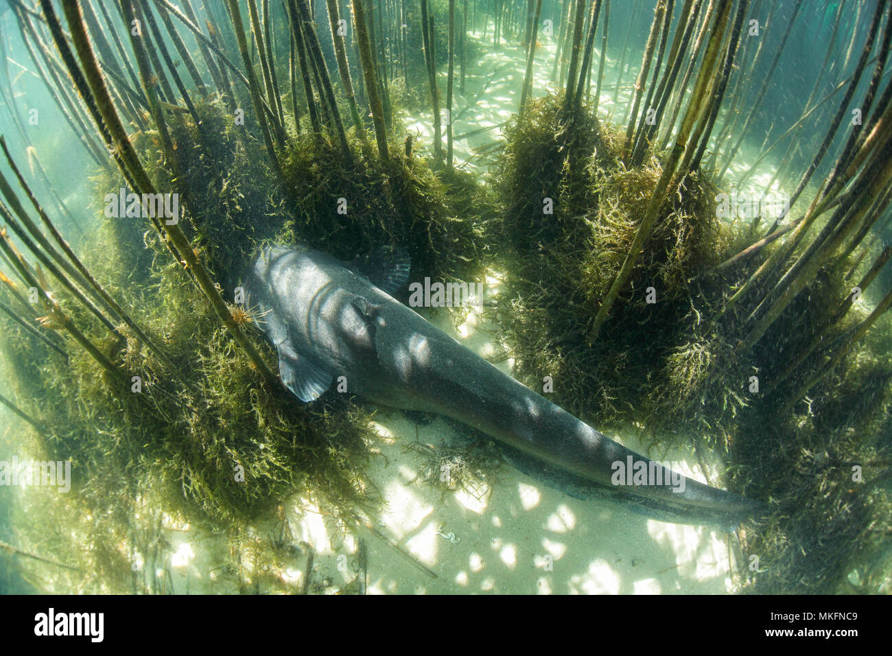 Silurus glanis siluridae fish hi-res stock photography and images - Alamy