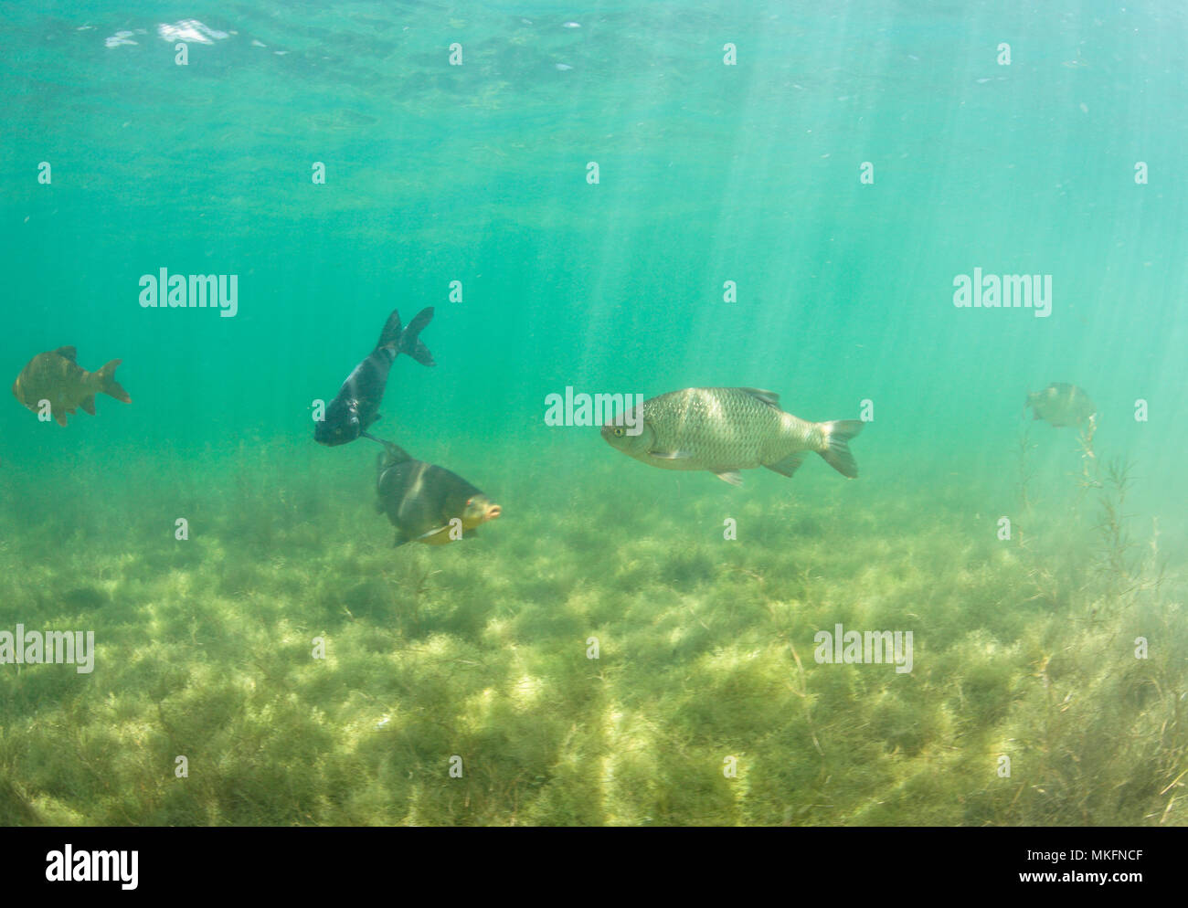 Freshwater breams hi-res stock photography and images - Alamy