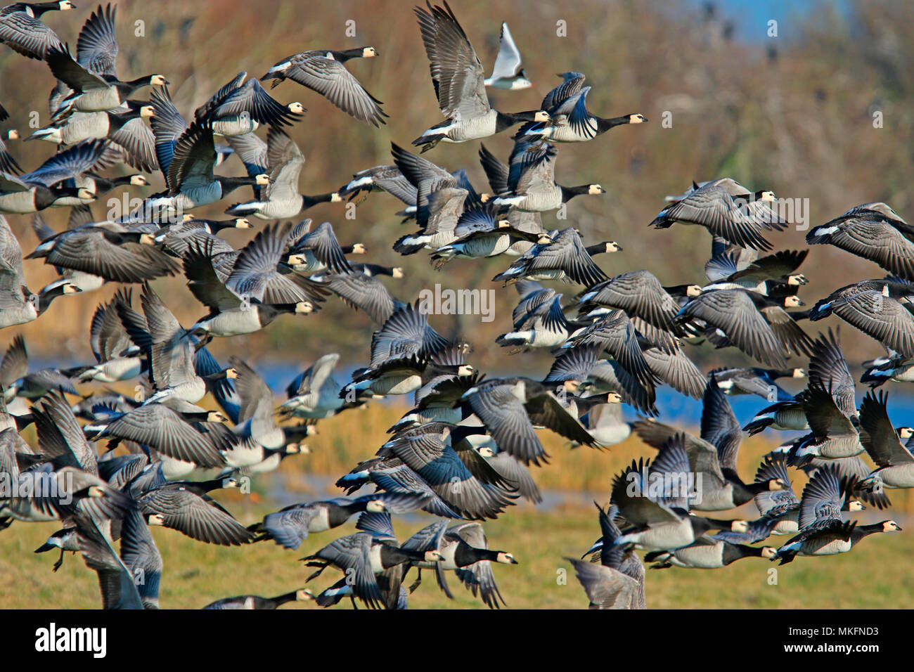 Barnacle Geese (Branta leucopsis) in flight in winter, Baie des Veys ...
