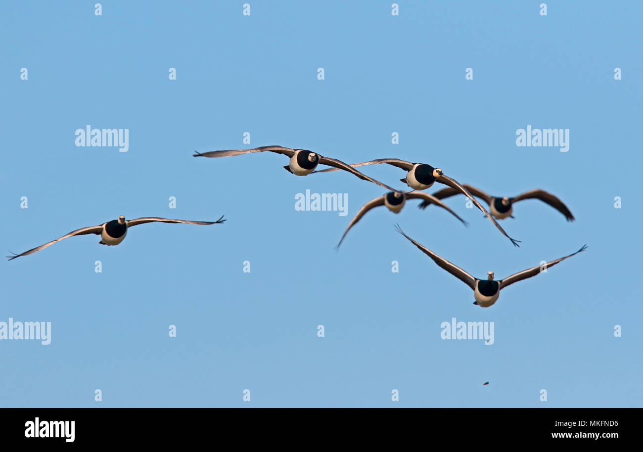 Branta sp hi-res stock photography and images - Alamy