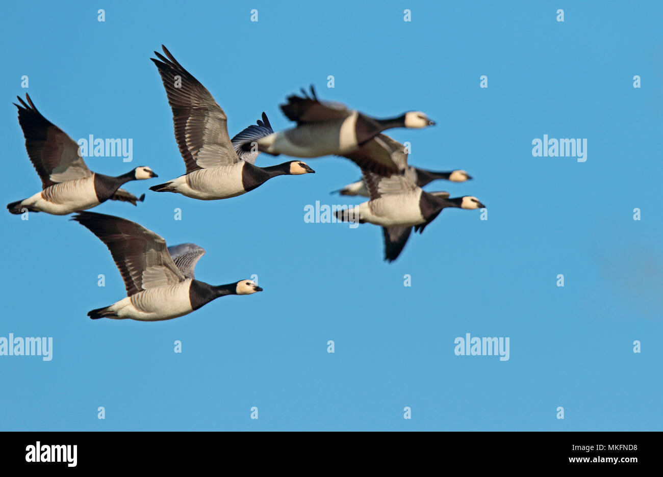 Barnacle Geese (Branta leucopsis) in flight in winter, Baie des Veys ...