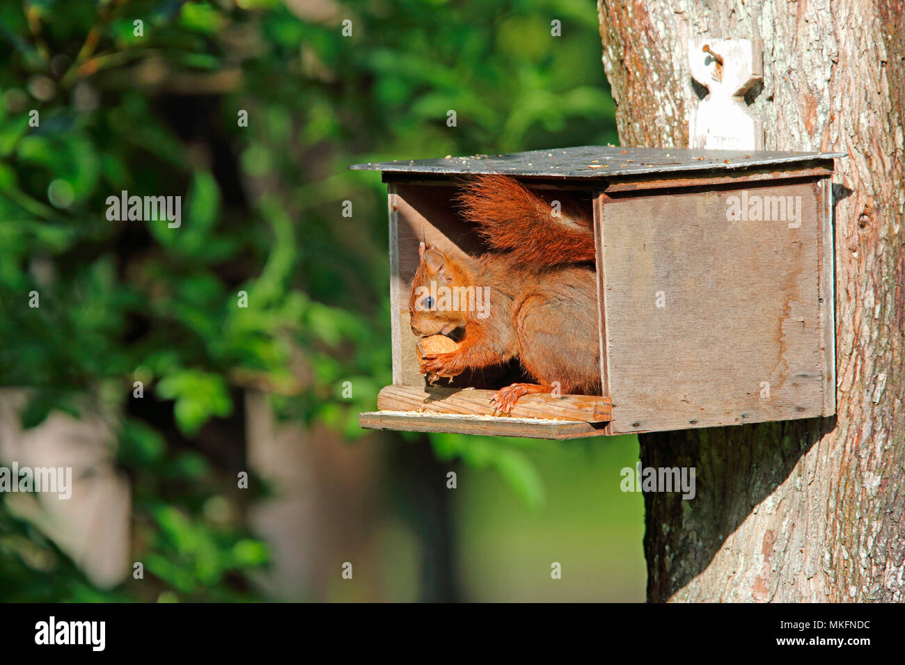 Eurasian red Squirrel (Sciurus vulgaris) with a nut, Normandy, France ...