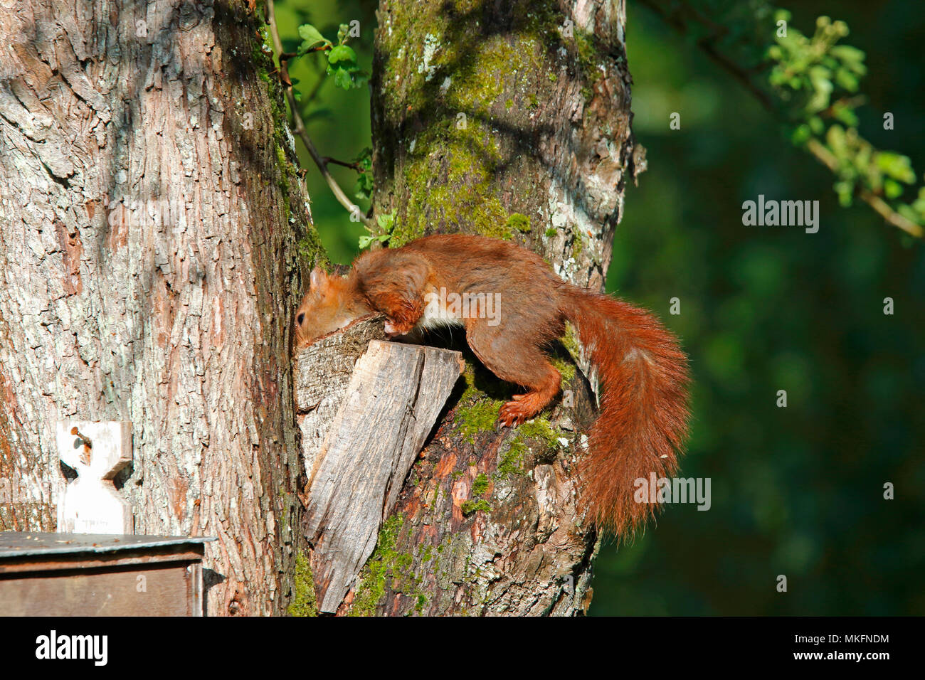 Eurasian red Squirrel (Sciurus vulgaris) looking for a nut, Normandy ...