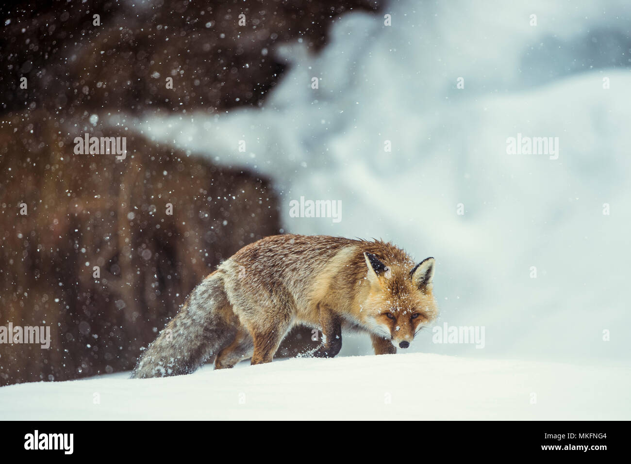 Red fox (Vulpes vulpes) walking in the snow, Valsavarenche, Aosta ...