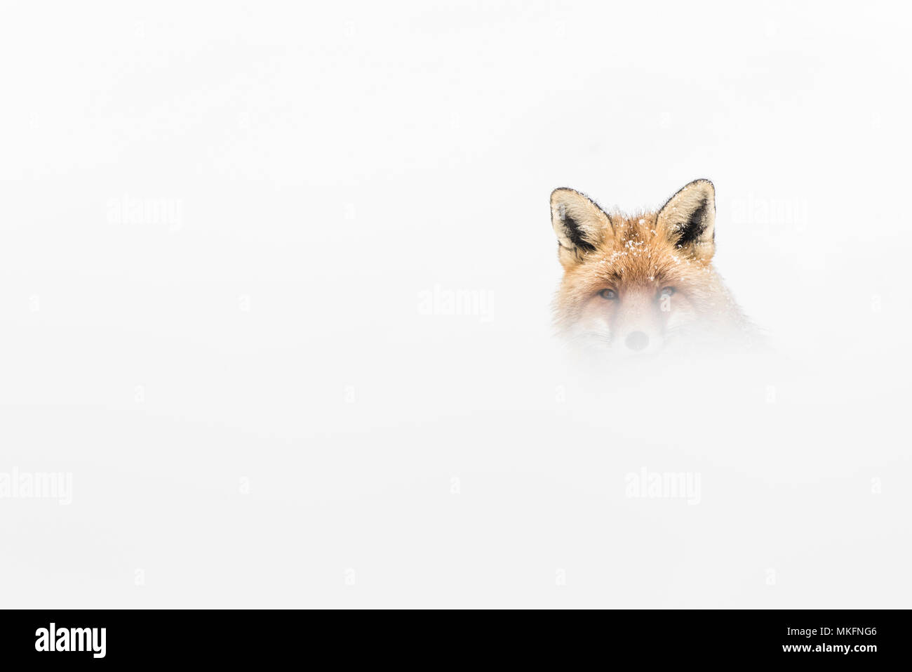 Red fox (Vulpes vulpes) in the snow, Valsavarenche, Aosta Valley, Alps ...