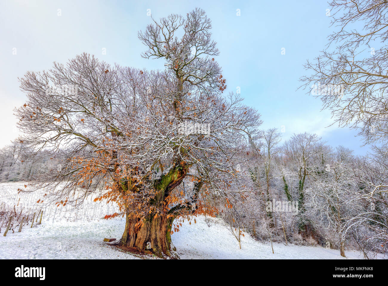 500 year old tree hi-res stock photography and images - Alamy